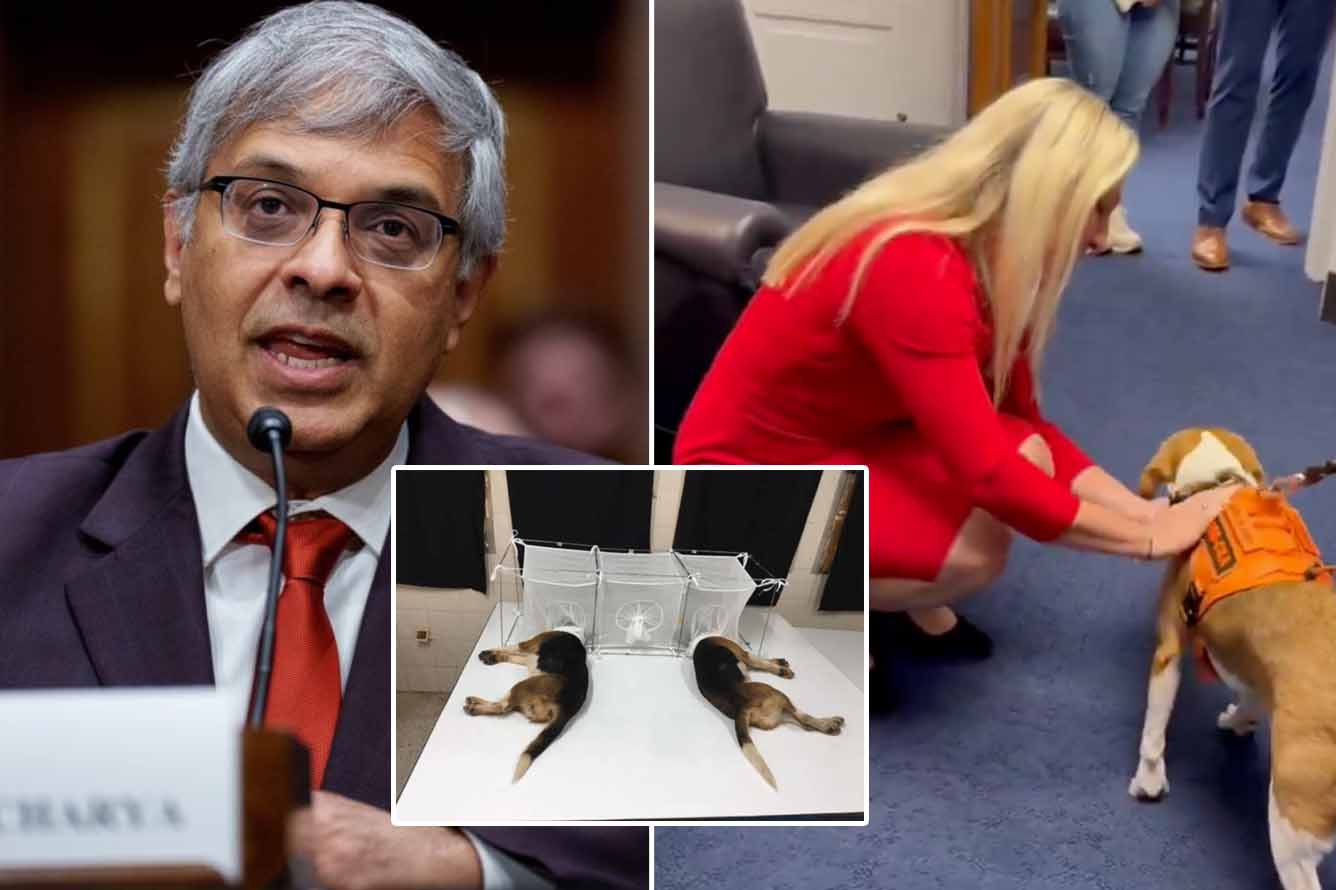 NIH Shuts Down Beagle Lab After 40 Years of Taxpayer-Funded Cruelty