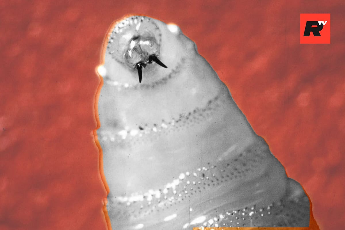 Breaking: First U.S. Case of Flesh-Eating Screwworm Confirmed in ...